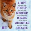 Teaching Children Responsible Pet Ownership - Pet Frenzy Community