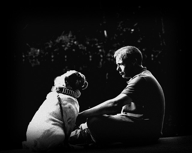 Including Your Pet In Your Will - Pet Frenzy Community