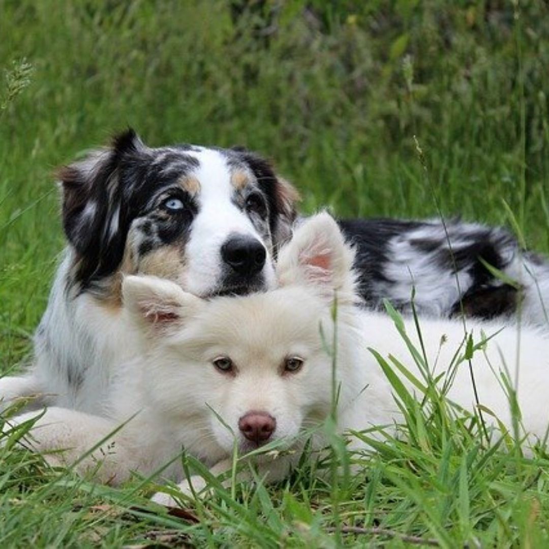 3 Things to Consider Before Getting a Second Dog - Dog Care