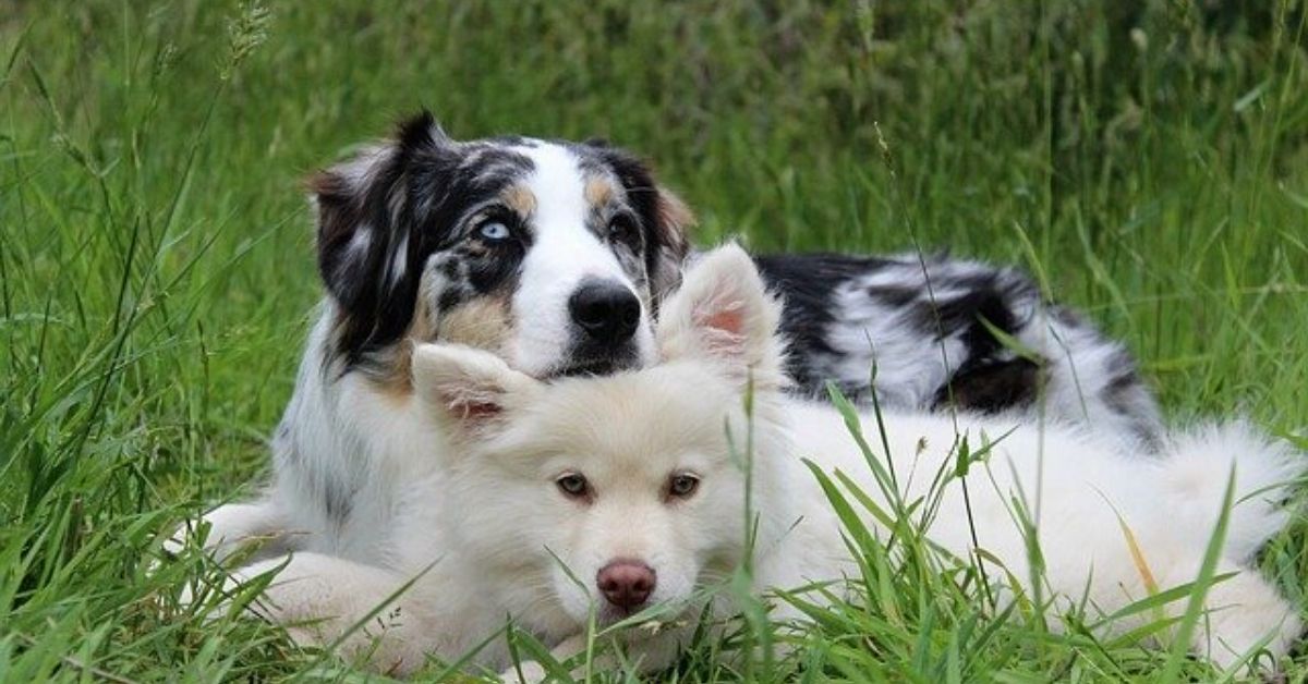 3 Things to Consider Before Getting a Second Dog - Dog Care