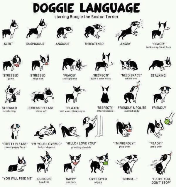 How To Help Your New Dog Adjust After Adoption - Pet Frenzy Community