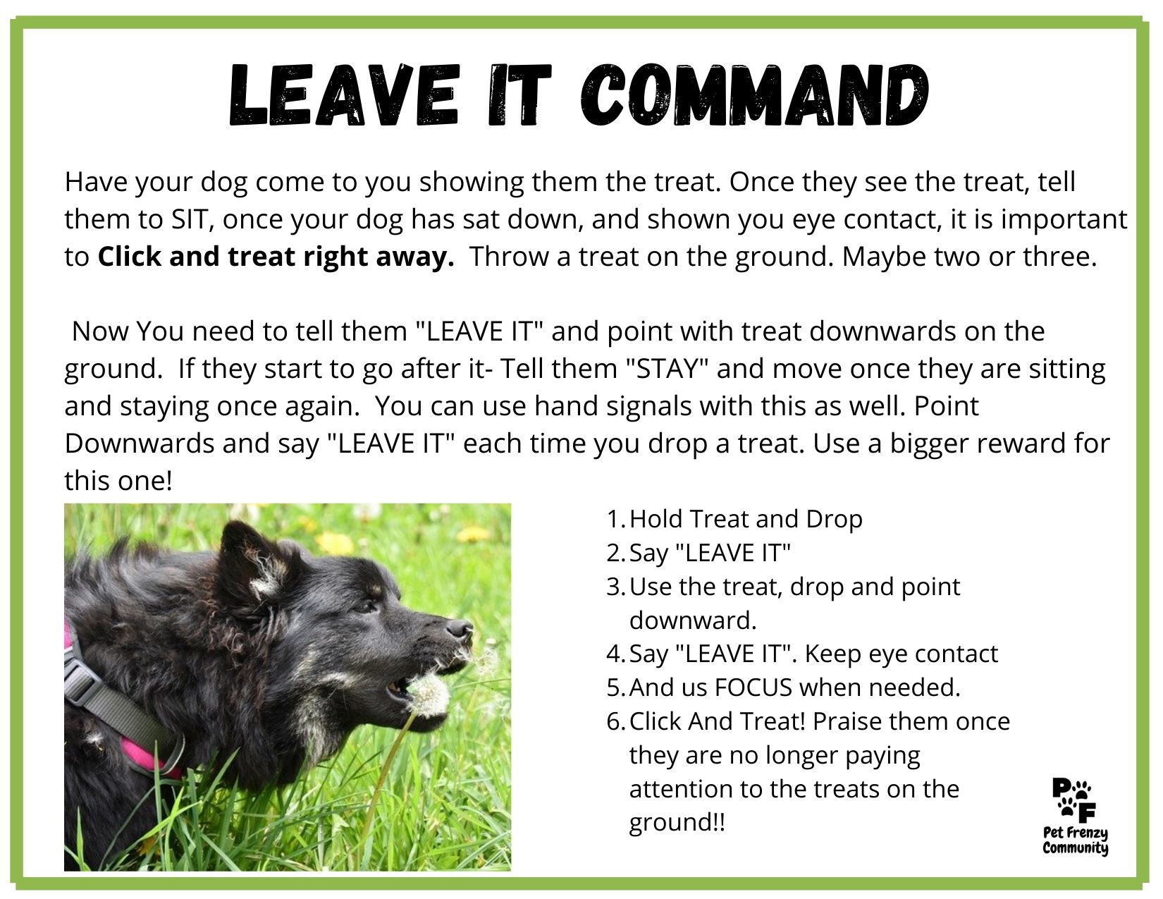 Urgent Three Commands That Can Save Your Dogs Life