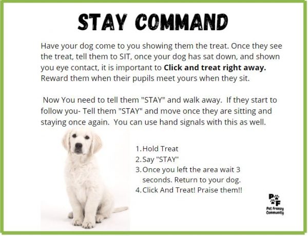 Urgent Three Commands That Can Save Your Dogs Life