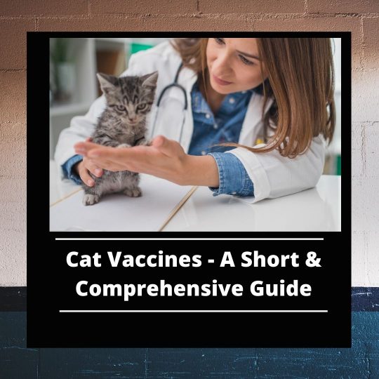 Cat Vaccines - A Short & Comprehensive Guide - Pet Frenzy Community